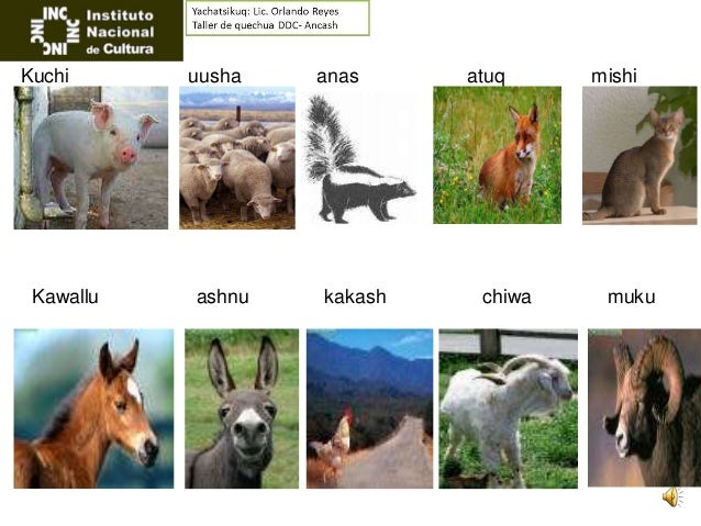 animales en el quechua Ancashino = Ashmakuna