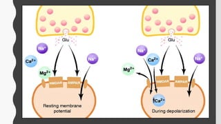 Long term potentiation | PPTX