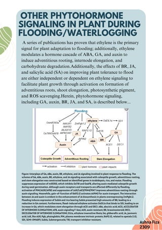 Waterlogging Stress in Plants | PDF