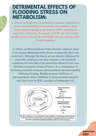 Waterlogging Stress in Plants | PDF