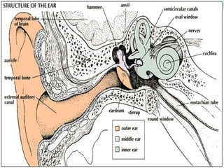 Ear; its structure, diseases- prevention and treatment | PPTX