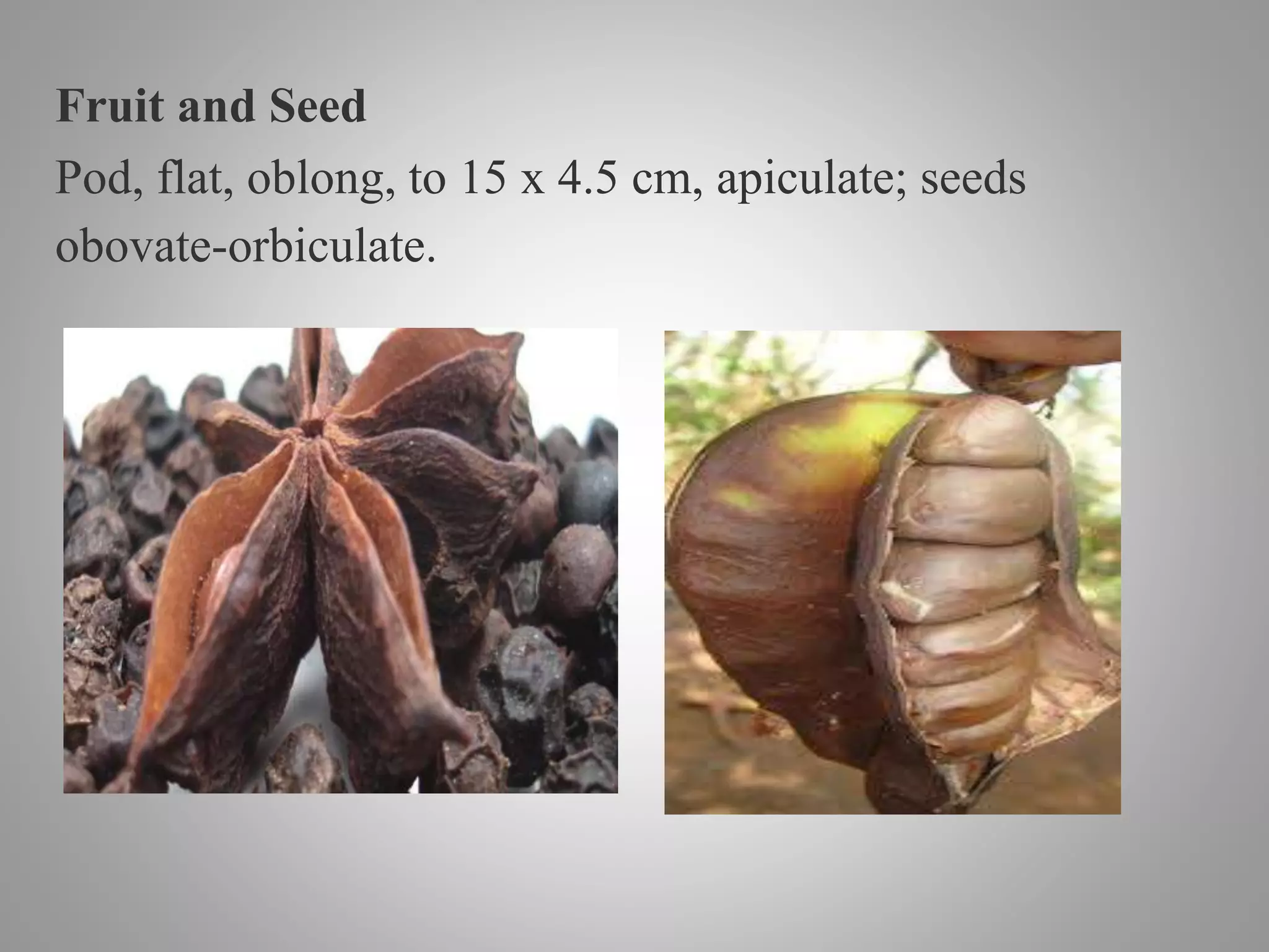 Botanical description and therapeutic uses of Ashok (Saraca asoca). | PPTX