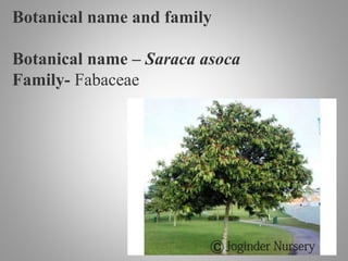 Botanical description and therapeutic uses of Ashok (Saraca asoca). | PPTX