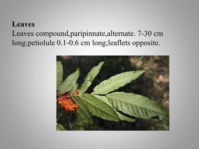 Botanical description and therapeutic uses of Ashok (Saraca asoca ...