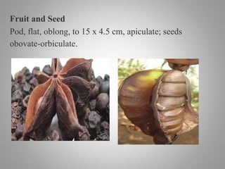 Botanical description and therapeutic uses of Ashok (Saraca asoca). | PPTX