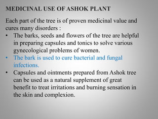 Botanical description and therapeutic uses of Ashok (Saraca asoca). | PPTX