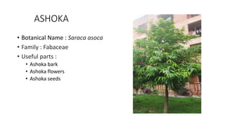 ASHOKA Ashoka tree is useful to manage female disorders. | PPTX