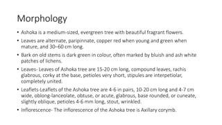 ASHOKA Ashoka tree is useful to manage female disorders. | PPTX