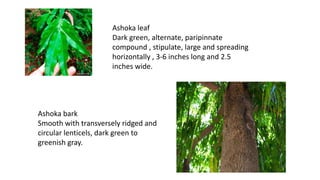 ASHOKA Ashoka tree is useful to manage female disorders. | PPTX