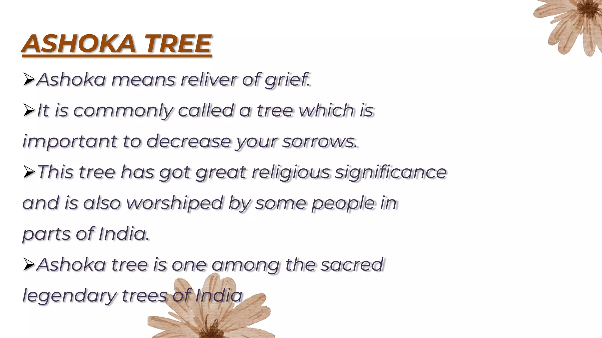ashoka tree.pptx