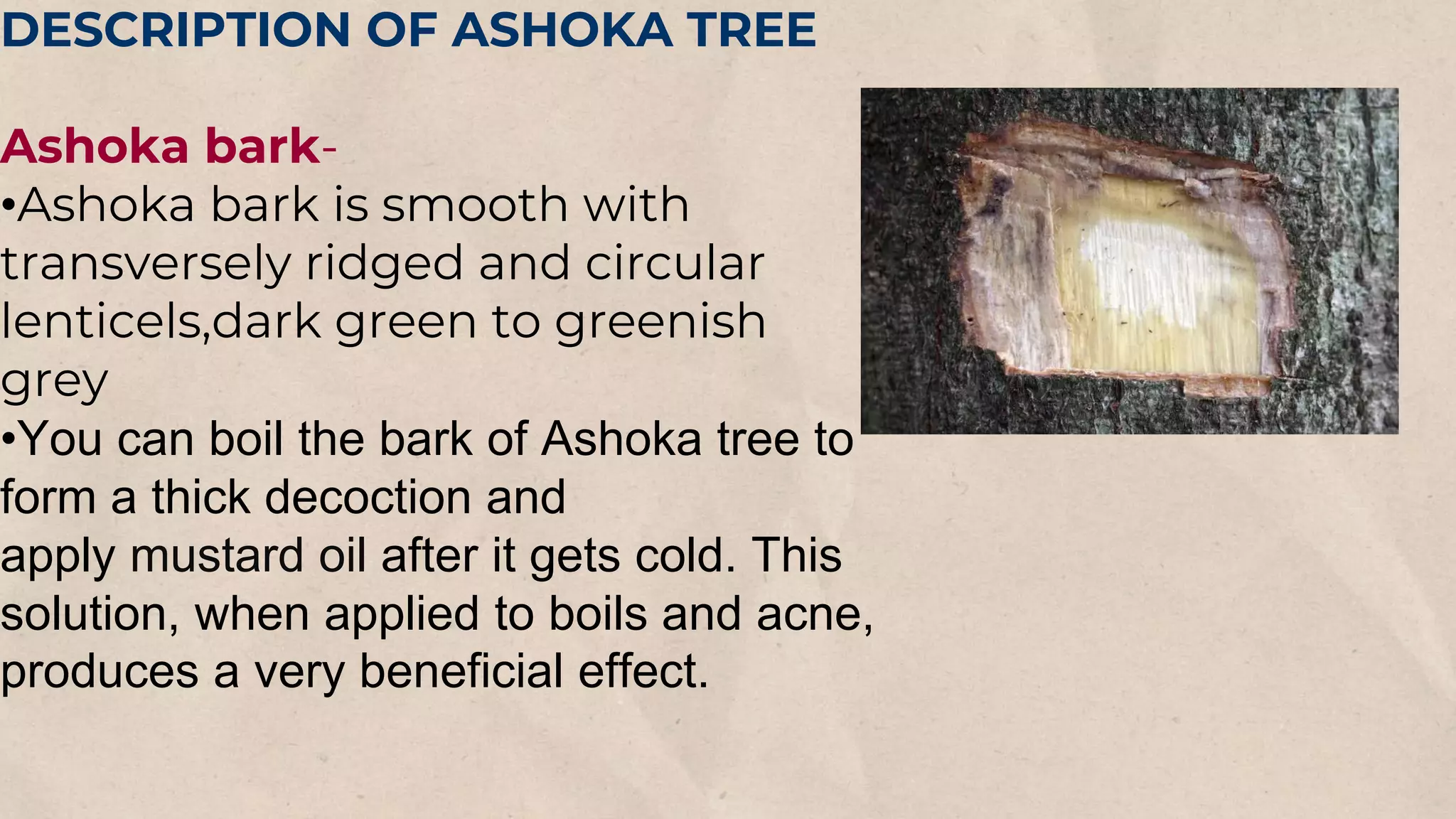 ashoka tree.pptx