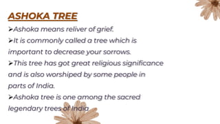 ashoka tree.pptx