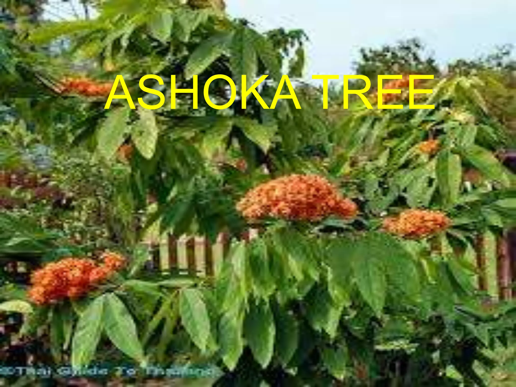 Ashoka tree pharmacognosy | PPTX