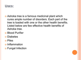 Ashoka tree pharmacognosy | PPTX