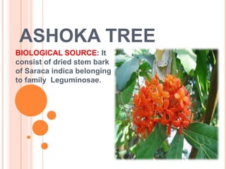 Ashoka tree pharmacognosy | PPTX