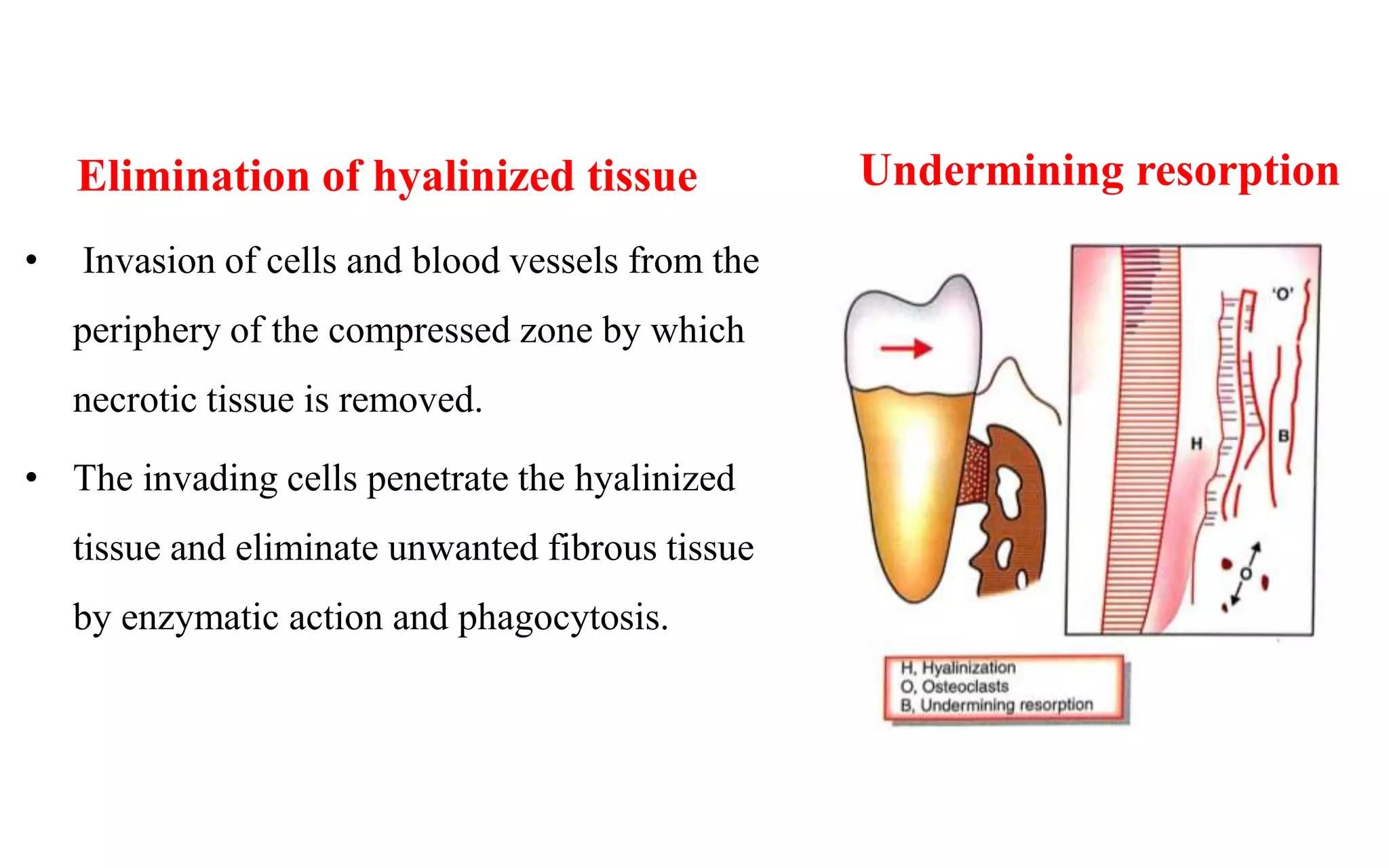 Biology of tooth movements | PPTX
