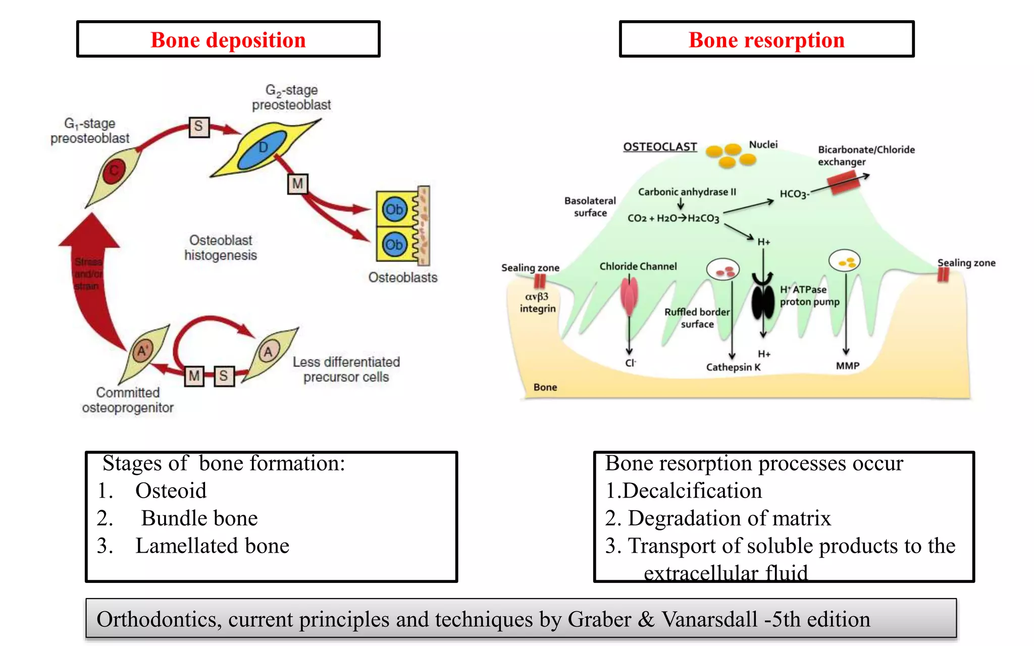 Biology of tooth movements | PPTX