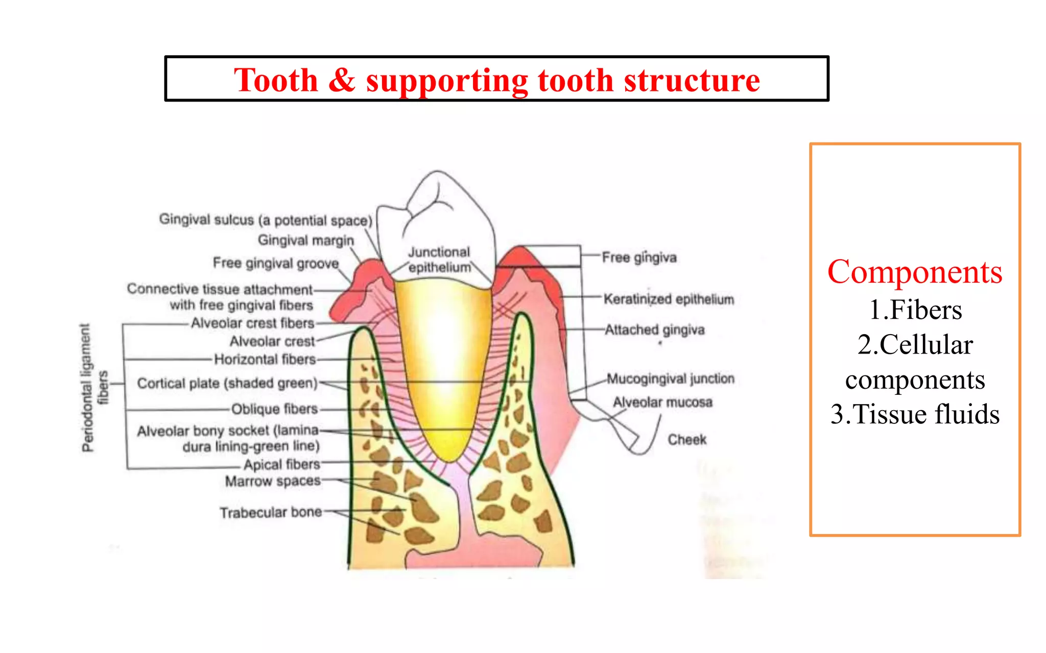 Biology of tooth movements | PPTX
