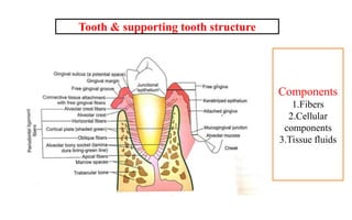 Biology of tooth movements | PPTX