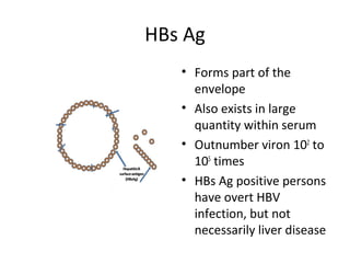 laboratory diagnosis of viral hepatitis (B & C) | PPT