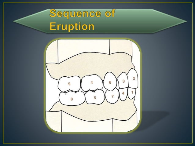 development of normal occlusion | PPTX