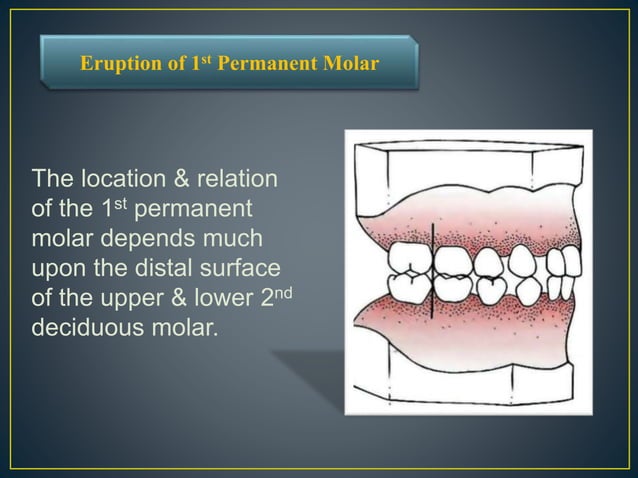 development of normal occlusion | PPTX