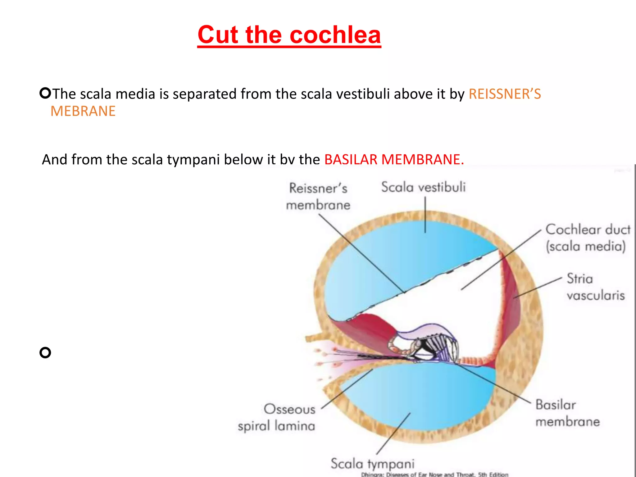 Anatomy and Physiology of Inner Ear | PPT