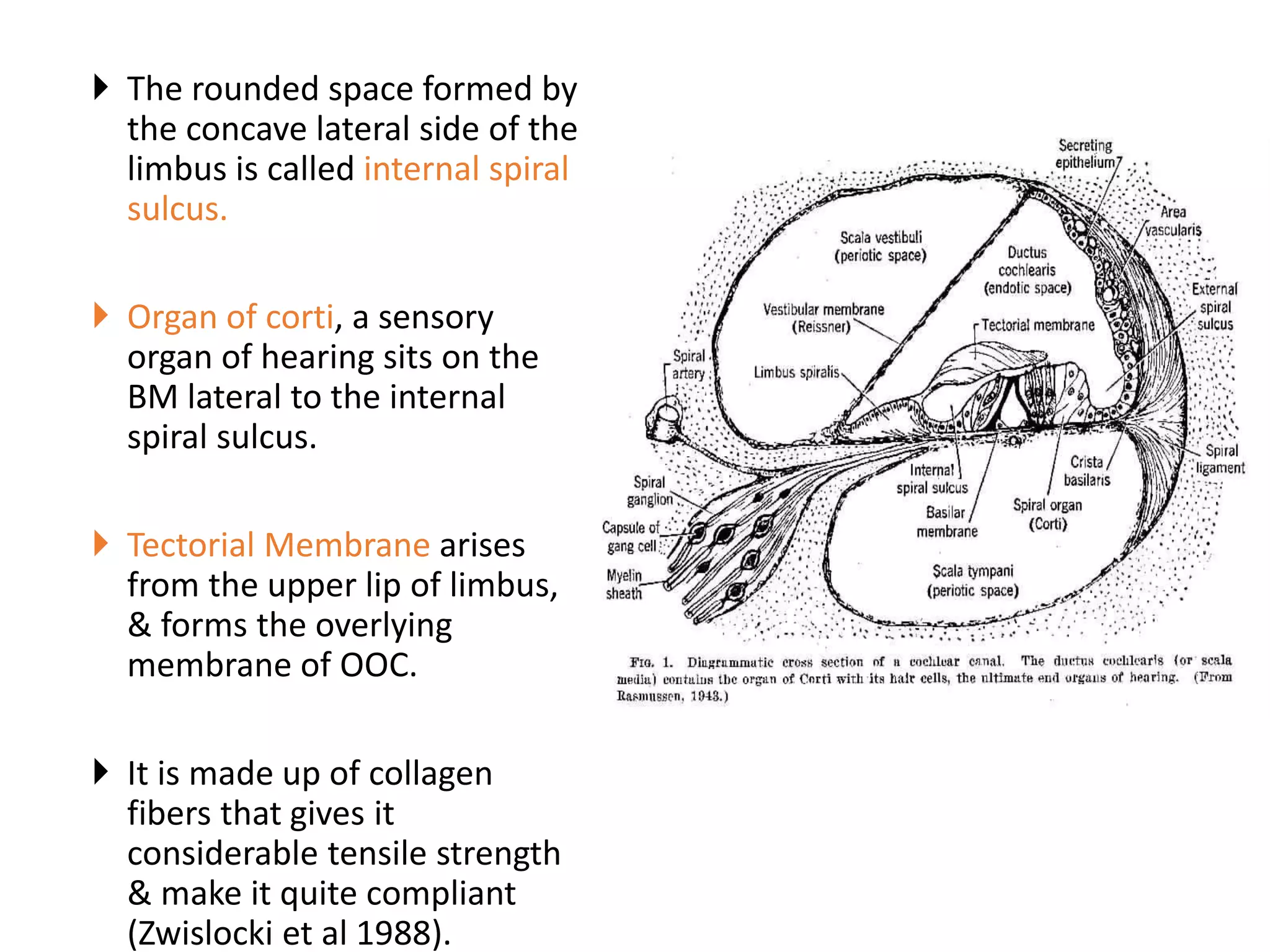 Anatomy and Physiology of Inner Ear | PPT
