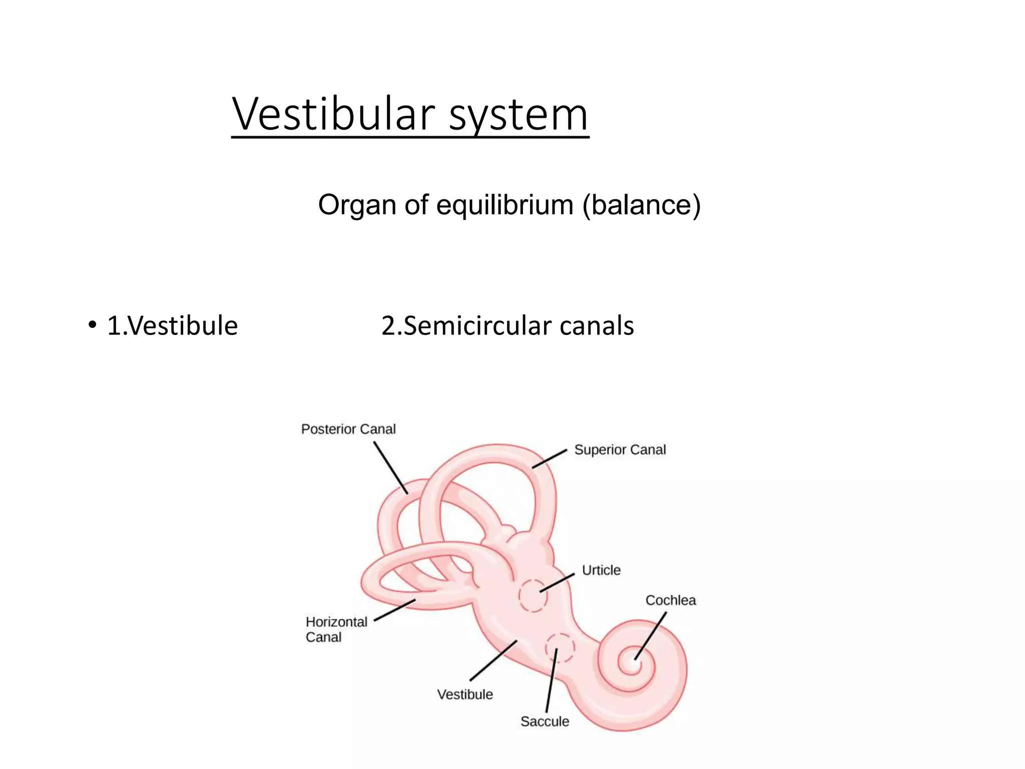 Anatomy and Physiology of Inner Ear | PPT