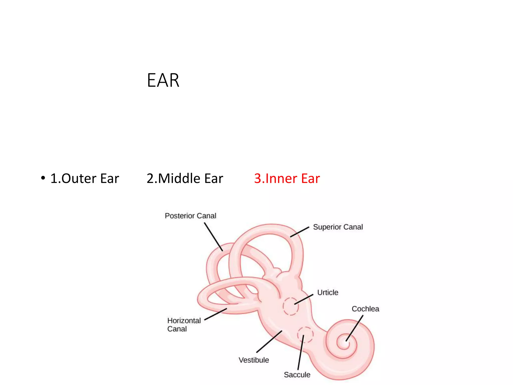 Anatomy and Physiology of Inner Ear | PPT