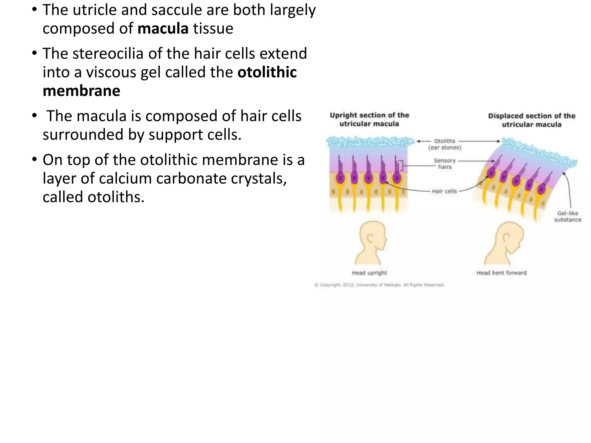 Anatomy and Physiology of Inner Ear | PPT