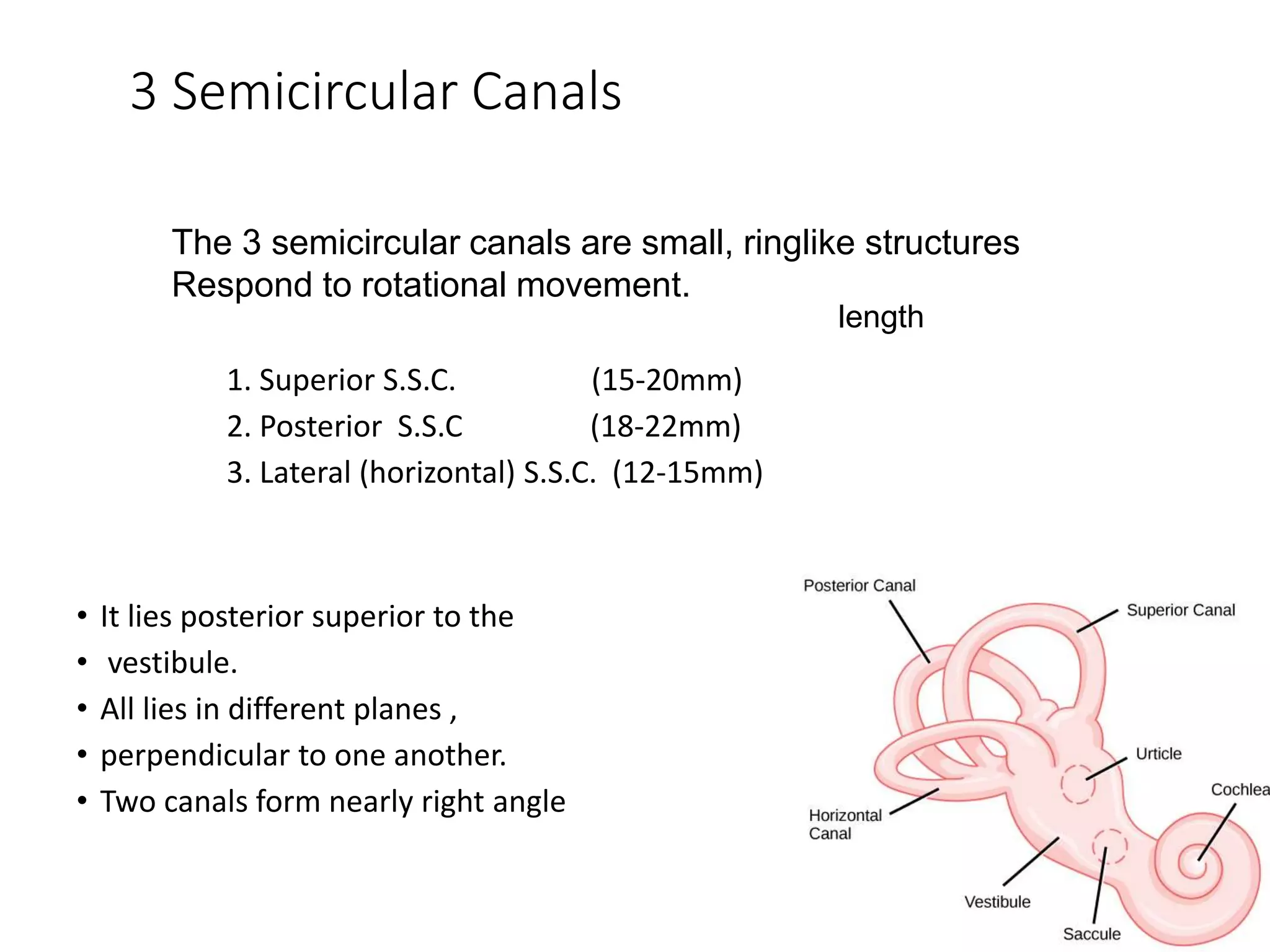 Anatomy and Physiology of Inner Ear | PPT