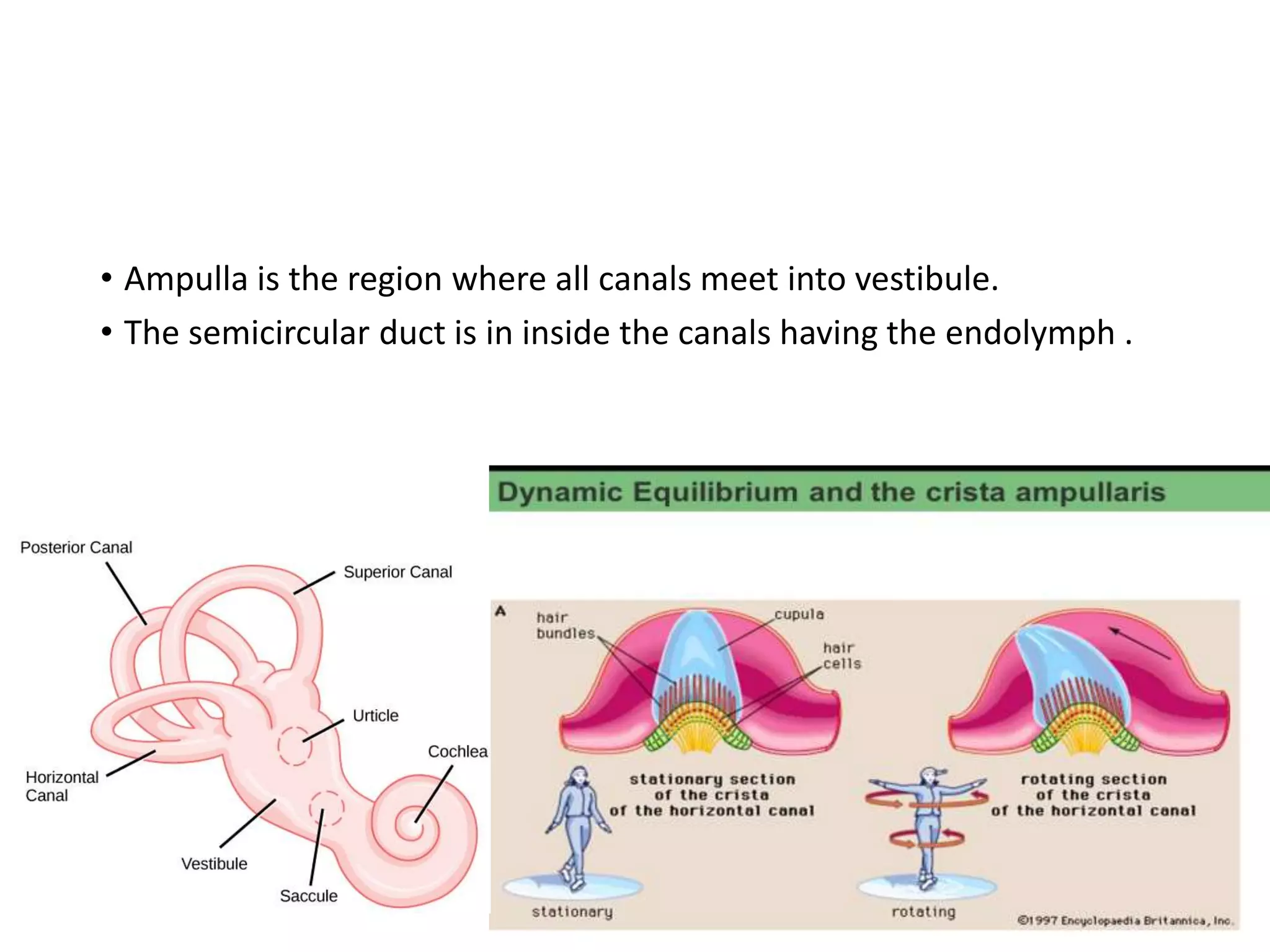 Anatomy and Physiology of Inner Ear | PPT