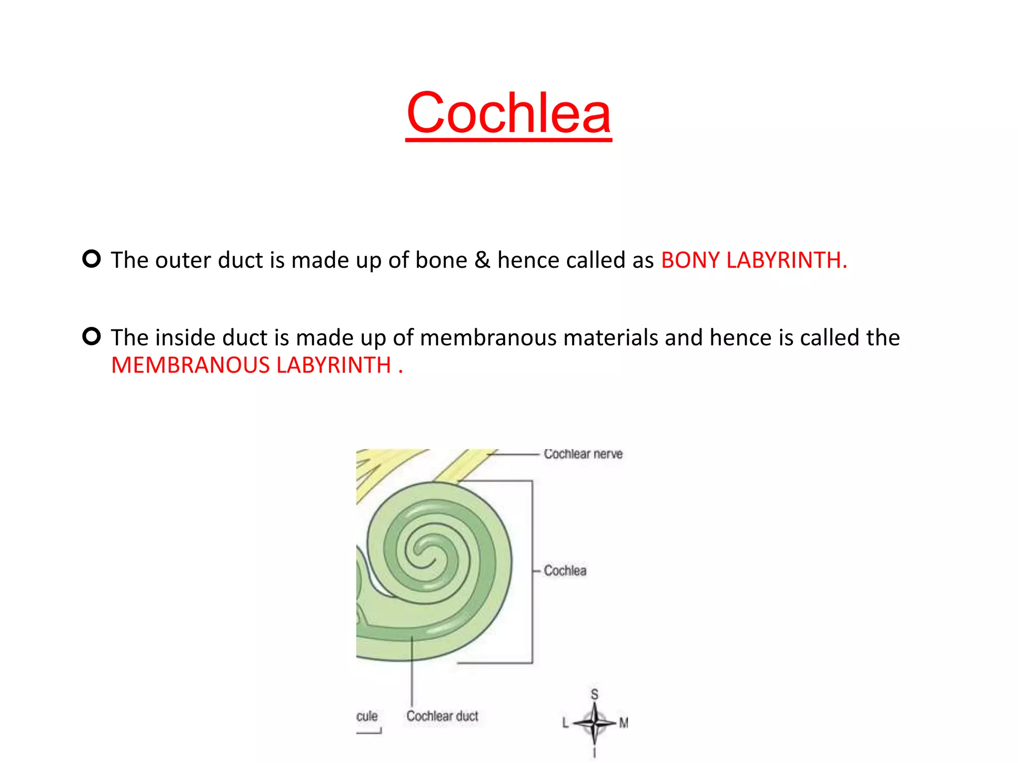 Anatomy and Physiology of Inner Ear | PPT