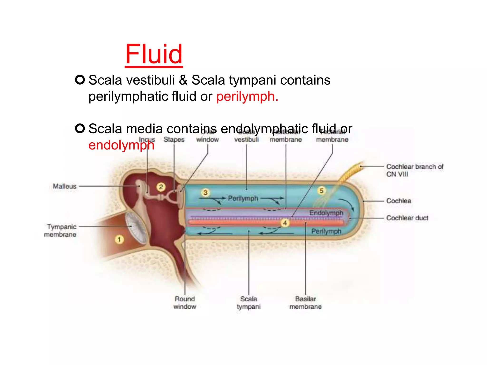 Anatomy and Physiology of Inner Ear | PPT