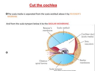 Anatomy and Physiology of Inner Ear | PPT