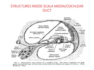 Anatomy and Physiology of Inner Ear | PPT