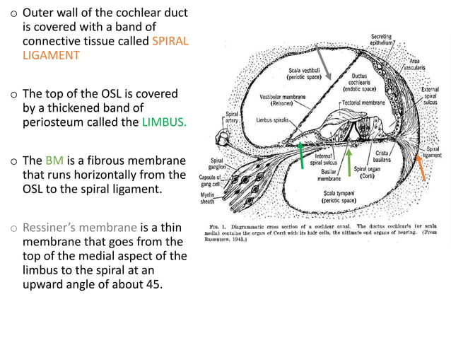 Anatomy and Physiology of Inner Ear | PPT