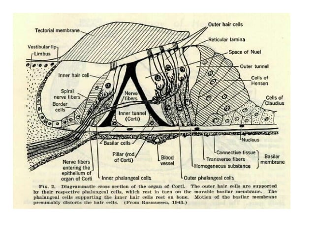 Anatomy and Physiology of Inner Ear | PPT
