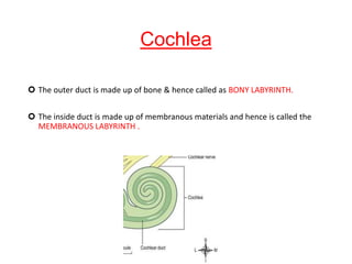 Anatomy and Physiology of Inner Ear | PPT