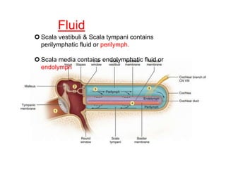 Anatomy and Physiology of Inner Ear | PPT
