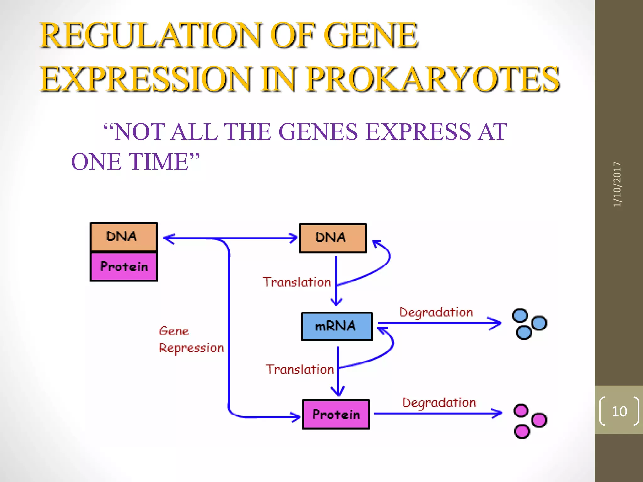 GENE REGULATION IN PROKARYOTES | PPTX