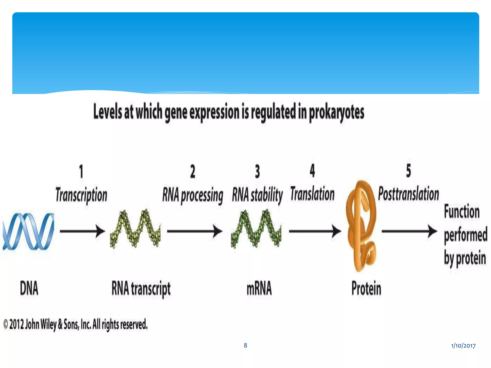 GENE REGULATION IN PROKARYOTES | PPTX