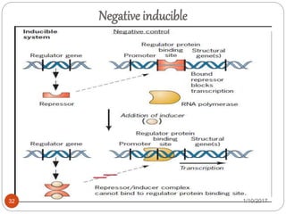 GENE REGULATION IN PROKARYOTES | PPTX