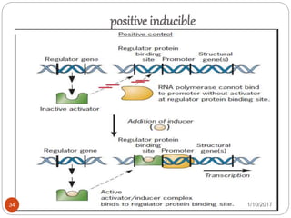 GENE REGULATION IN PROKARYOTES | PPTX