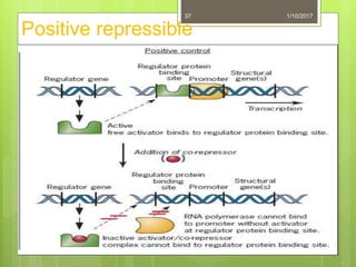 GENE REGULATION IN PROKARYOTES | PPTX