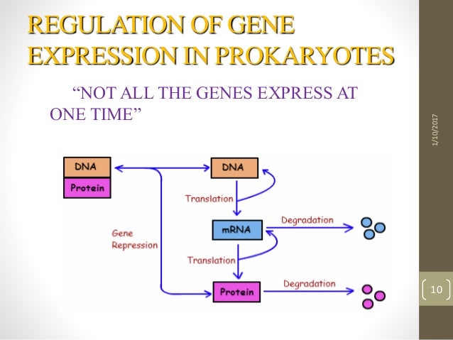 GENE REGULATION IN PROKARYOTES