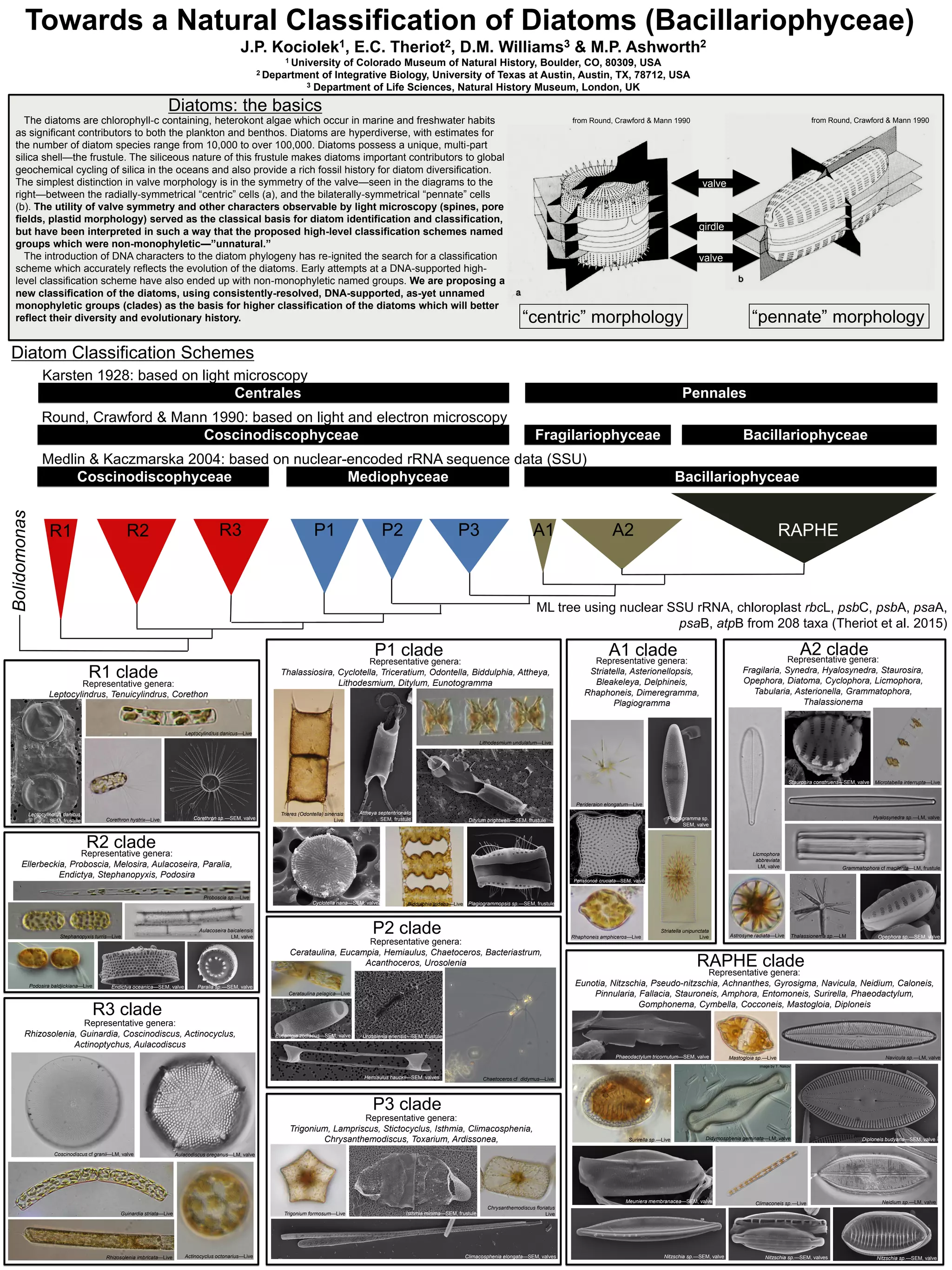 Towards a Natural Classification of Diatoms (Bacillariophyceae) | PDF