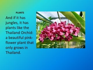 South East Asian Jungle | PPTX