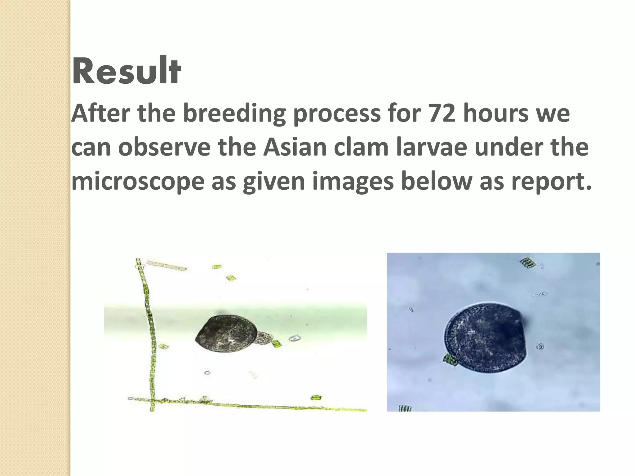 Asian clam breeding | PPTX